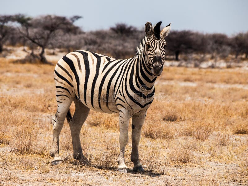 Beautiful zebra stock photo. Image of single, african - 35052344