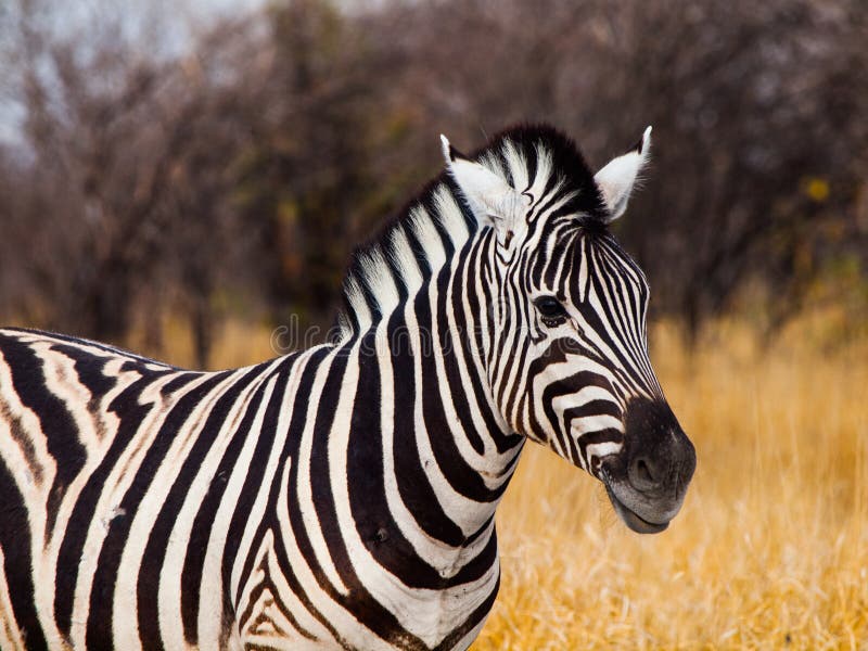 Beautiful zebra stock photo. Image of grass, herd, beautiful - 35052570