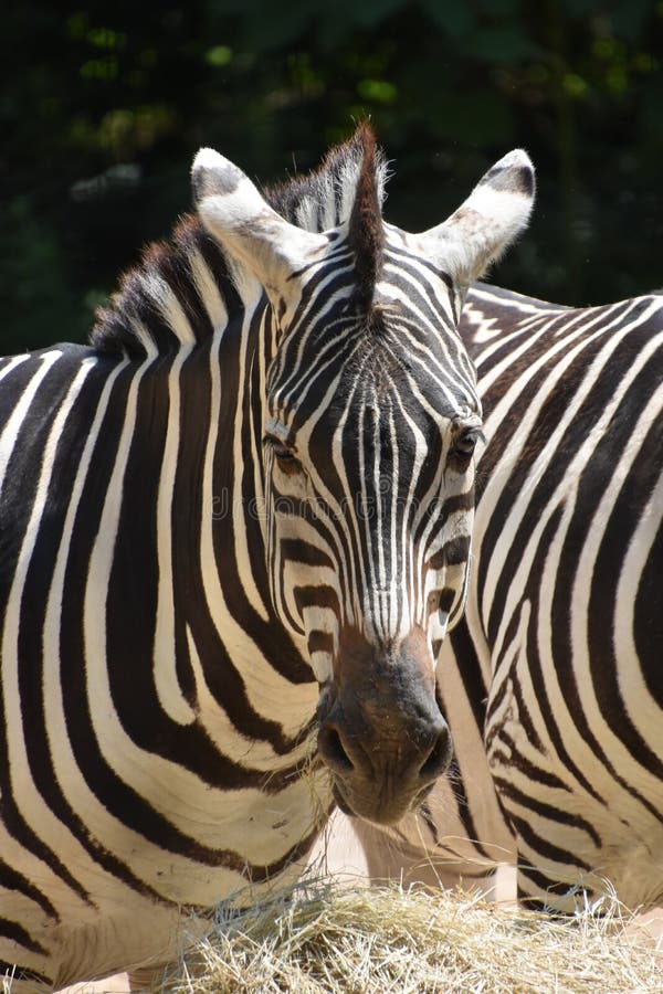 Beautiful Zebra stock photo. Image of imperial, animal - 100930492
