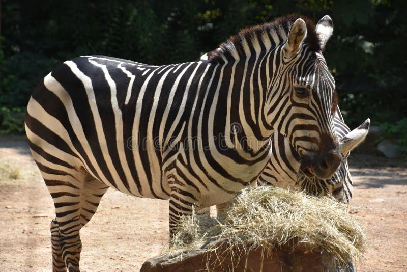 Beautiful Zebra stock image. Image of grevy, head, africa - 100930499