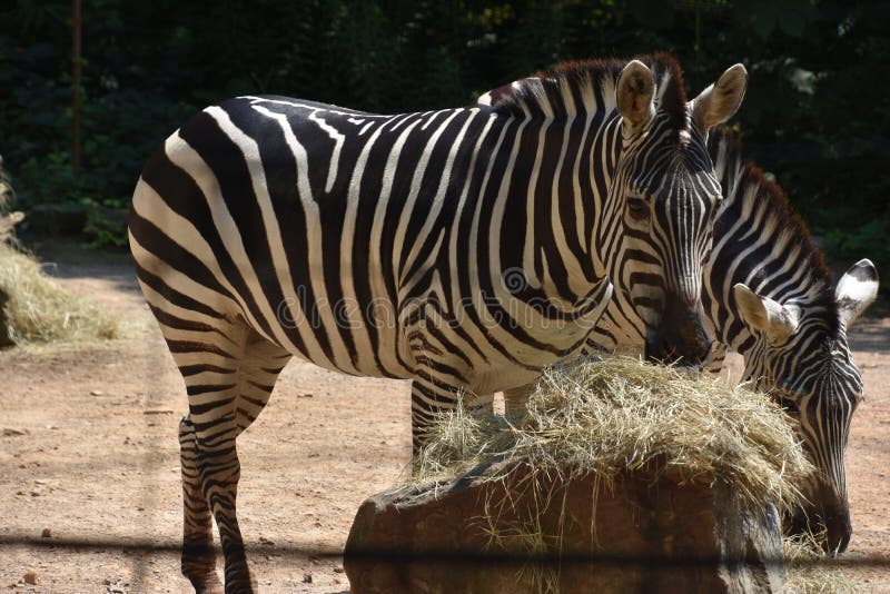 Beautiful Zebra stock photo. Image of desert, grevyi - 100930502