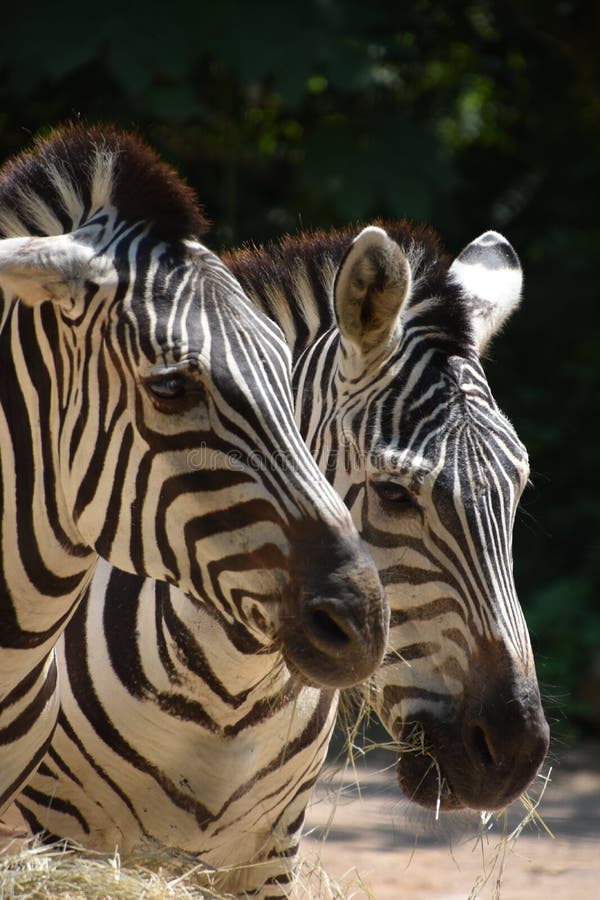 Beautiful Zebra stock image. Image of horses, colombia - 100930505