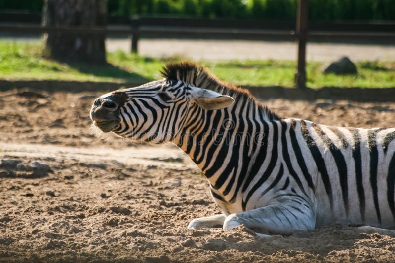 A Beautiful Zebra in the Zoo Stock Photo - Image of beautiful, fauna ...