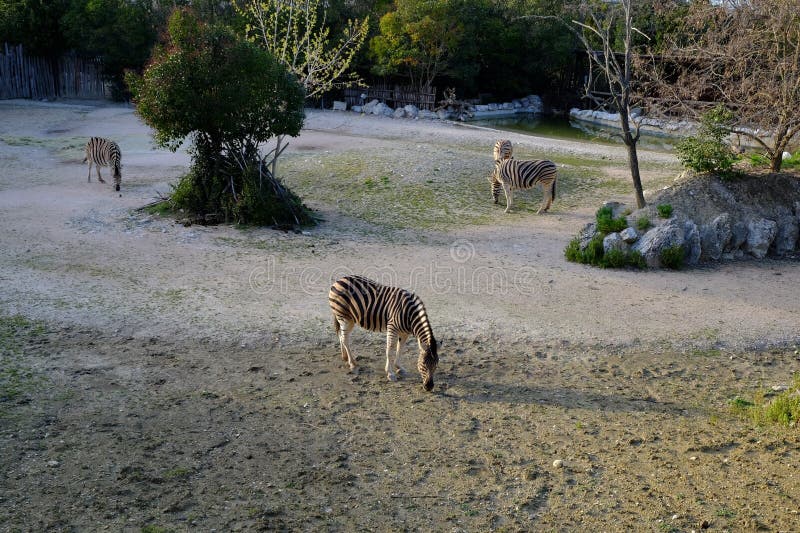 Beautiful Zebras Grazing in Conservation Area Outdoors Stock Image ...