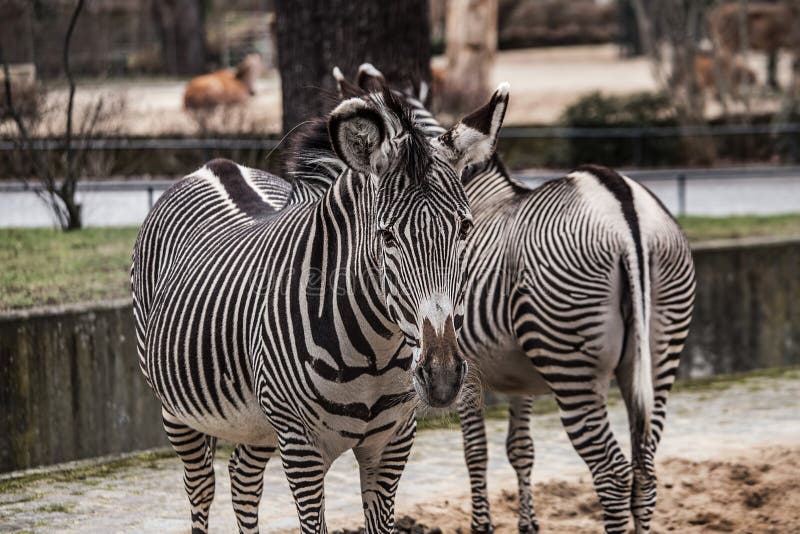 Zebras at the Berlin zoo stock photo. Image of zebra, berlin - 1592050