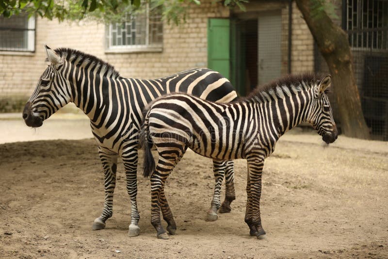 Beautiful Zebras in Zoo Enclosure. Exotic Animals Stock Image - Image ...