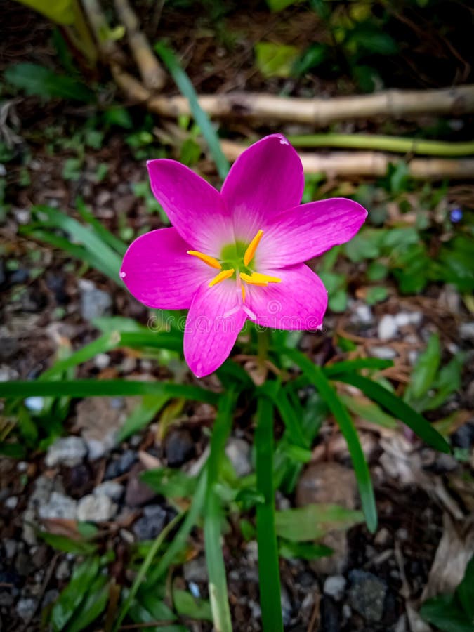 The Beautiful Zephyranthes Flowers that Bloom by the Roadside Stock ...