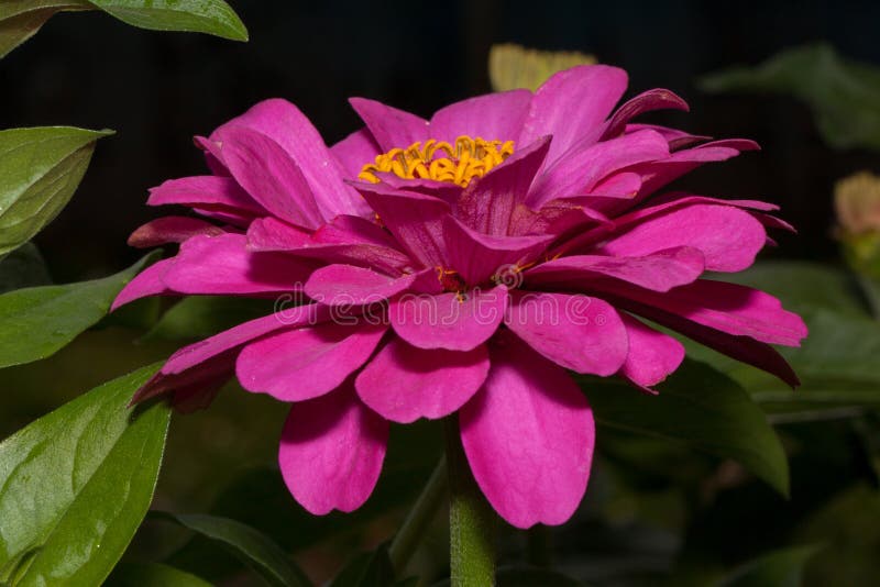 Beautiful Zinnia is Growing on a Spring Meadow. Zinnia Elegans Stock ...