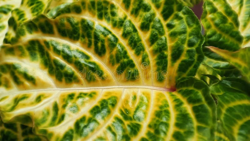 Beautiful zoom leaf stock image. Image of green, macrozoom - 244818983