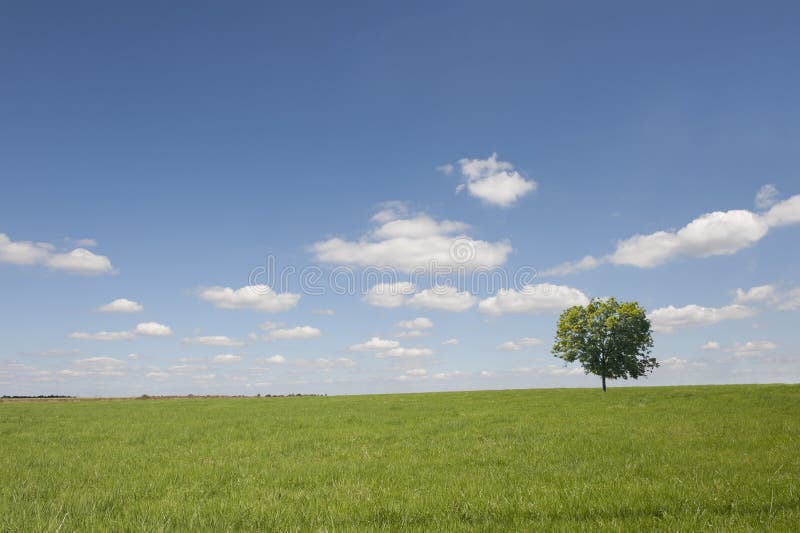 Beautifuld Fields with Single Tree Stock Image - Image of landscape ...