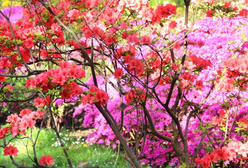 Beautifulgarden Full of Trees in Bloom Stock Image - Image of beautiful ...