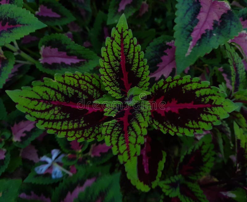 Beautifull Background of Coleus Leaves Stock Image - Image of pattern ...