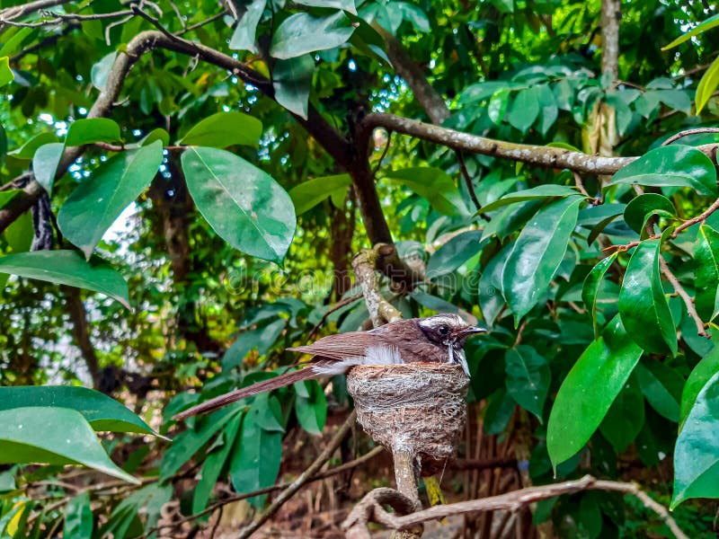 The Beautifull Birds in the Tree Stock Image - Image of beach, lakes ...