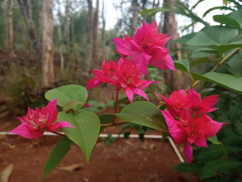 Bogenfil Flower Stock Photos - Free & Royalty-Free Stock Photos from ...