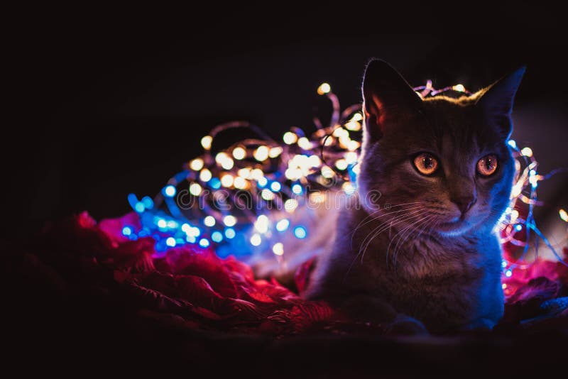 A Beautifull Cat Portrait with Leds Stock Image - Image of point, close ...