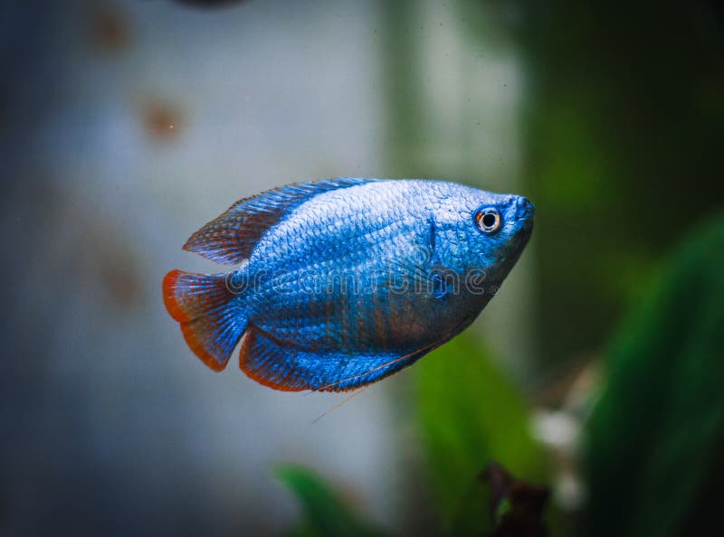 A Beautifull Colisa in My Aquarium Stock Photo - Image of gourami ...