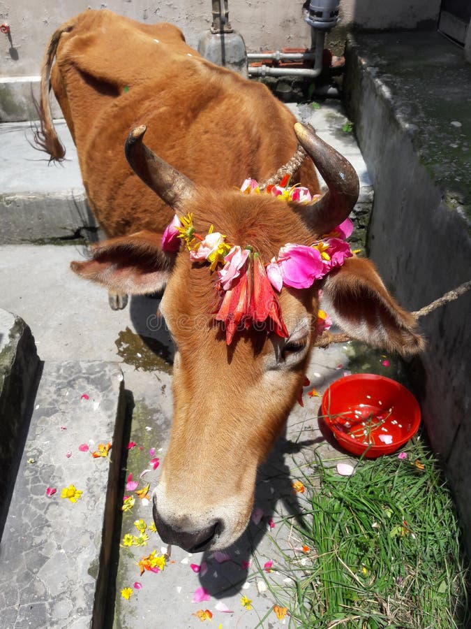 Beautifull dressed cow stock image. Image of lover, cute - 166854841