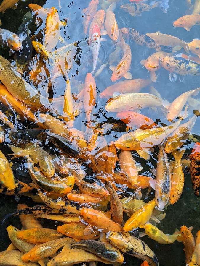 A Beautifull Fishpond in the Nature Stock Image - Image of fish ...
