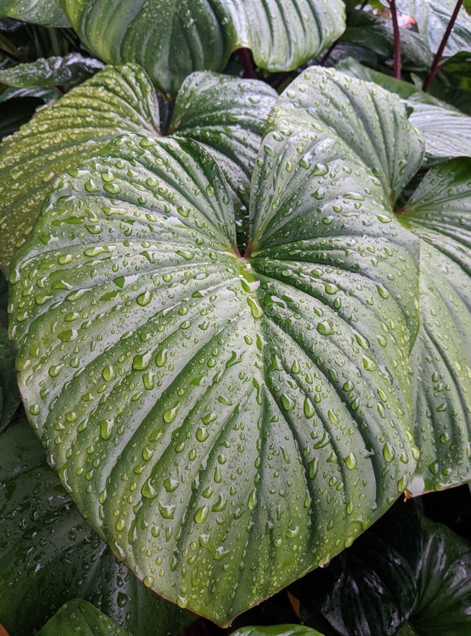 Beautifull Flower Leaf Amazing Stock Photo - Image of life, flower ...
