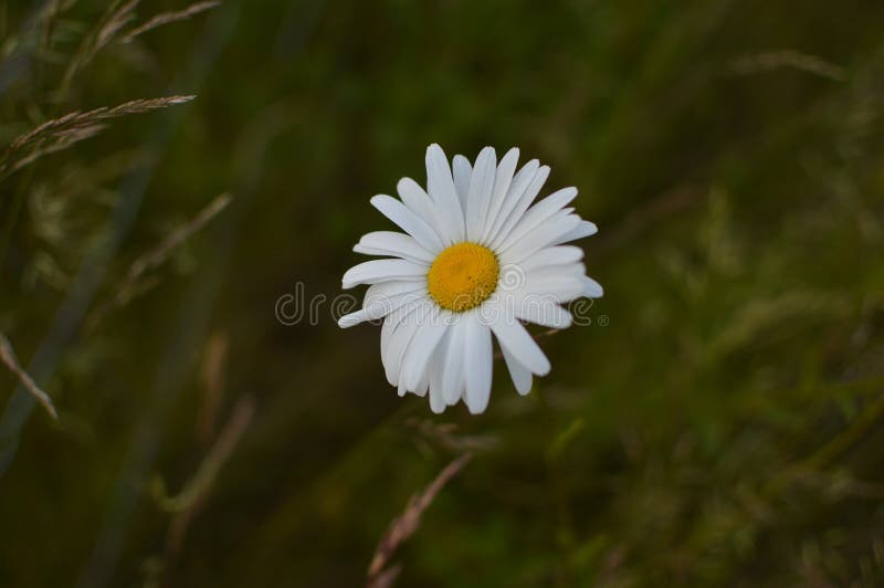 Beautifull Flower with No Edit Stock Photo - Image of noedit, flower ...