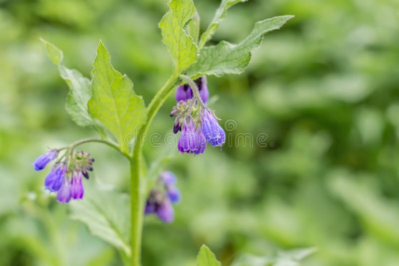 Beautifull Forest Flower. Blue Bell Stock Image - Image of bell, head ...