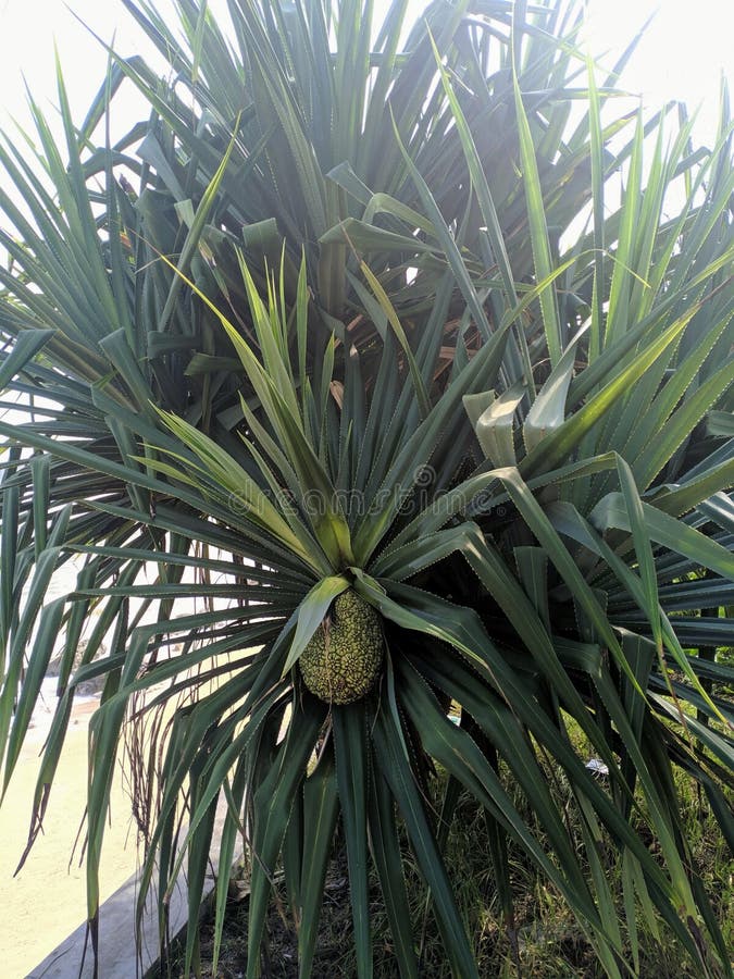 Pandanaus Stock Photos - Free & Royalty-Free Stock Photos from Dreamstime