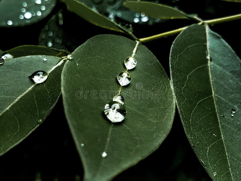Beautifull Leaves with Water Bubbles Stock Image - Image of flower ...