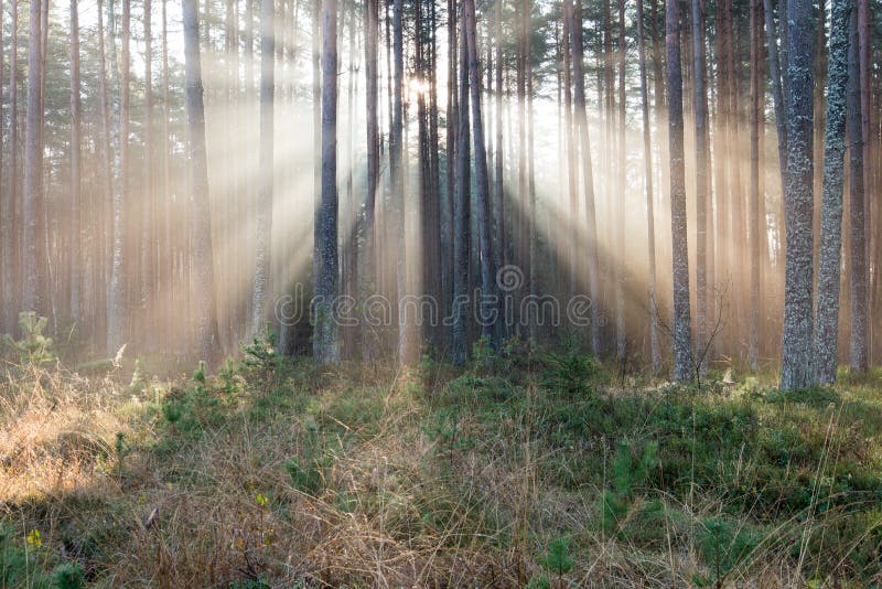 Beautifull Light Beams in Forest through Trees Stock Photo - Image of ...