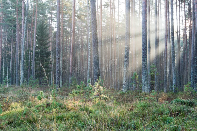 Beautifull Light Beams in Forest through Trees Stock Image - Image of ...