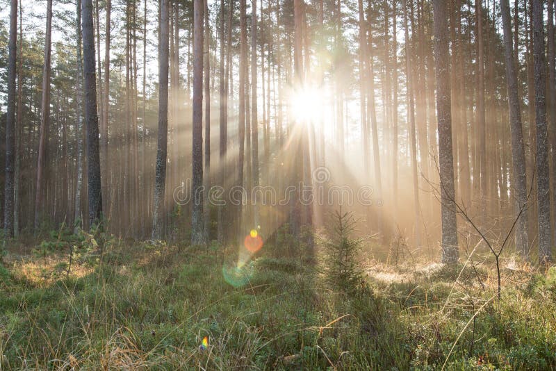 Beautifull Light Beams in Forest through Trees Stock Image - Image of ...