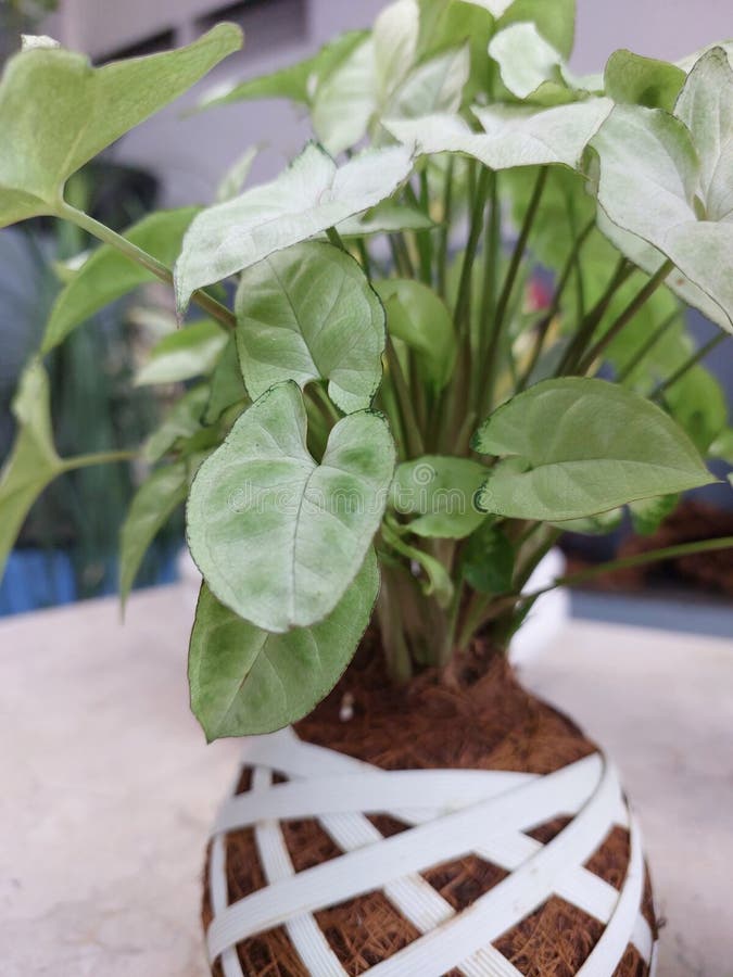 Beautifull Nephthytis Plant in the Table Stock Image - Image of white ...