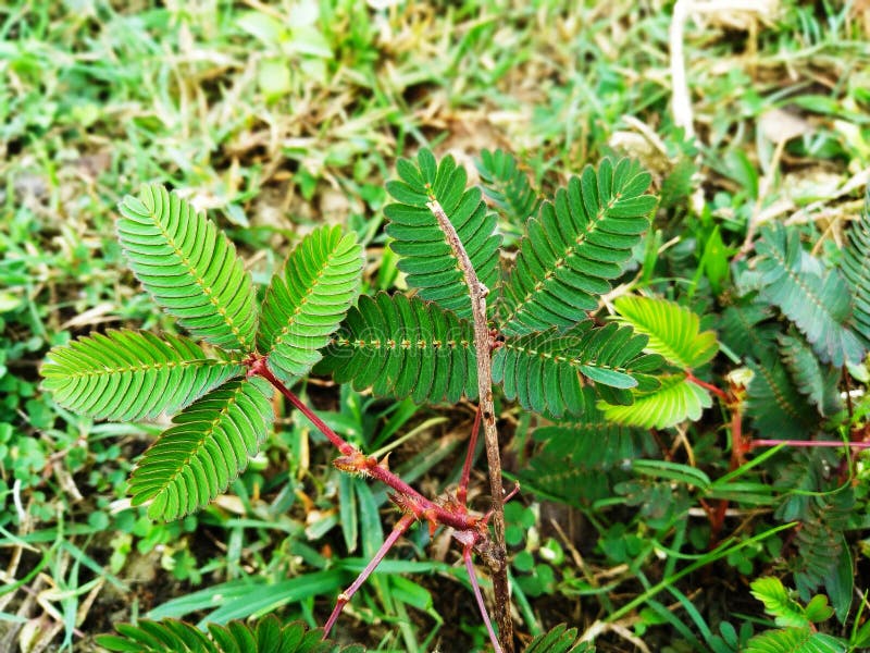 Touch Me Not Plant Mimosa Pudica Stock Photo - Image of touch, pudica ...