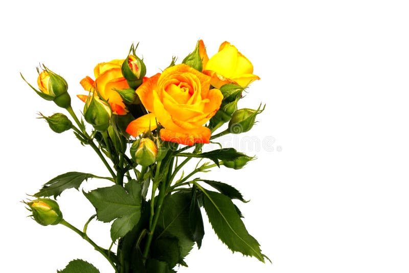 Beautifull Orange Roses Isolated on White Background. Copy Space Stock ...