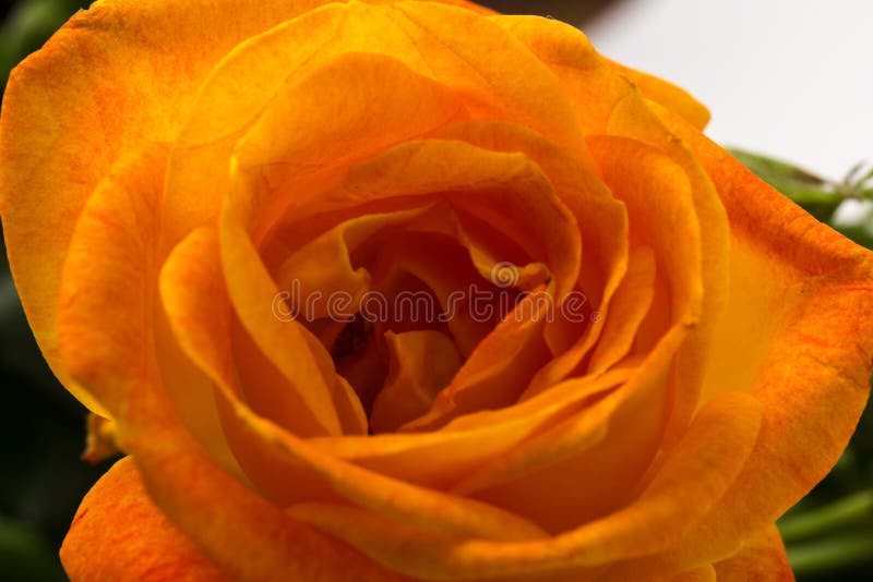 Beautifull Orange Roses Isolated on White Background. Copy Space Stock ...