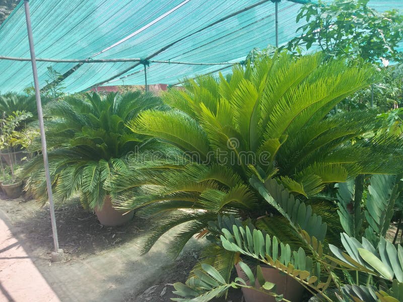 Beautifull Palm Tree in Pakistan Punjab Stock Image - Image of tree ...