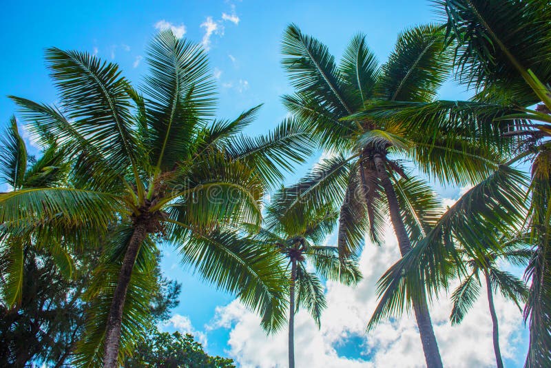 Beautifull palm trees stock image. Image of relax, nature - 90463135