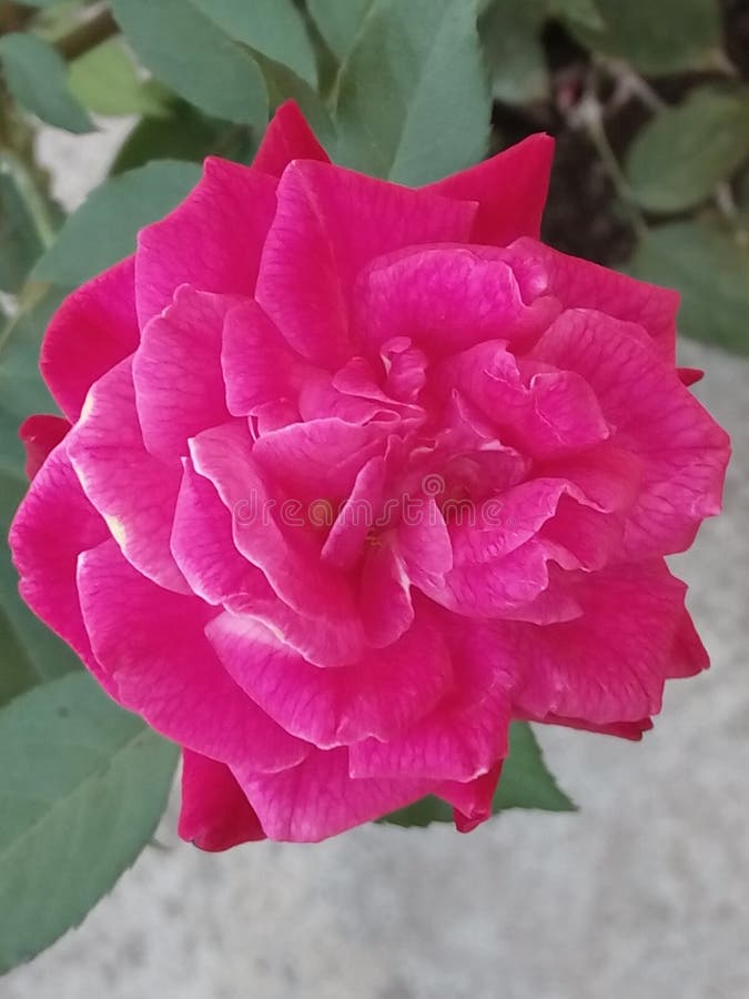 Beautifull Pink Roses stock image. Image of roses, home - 292288915