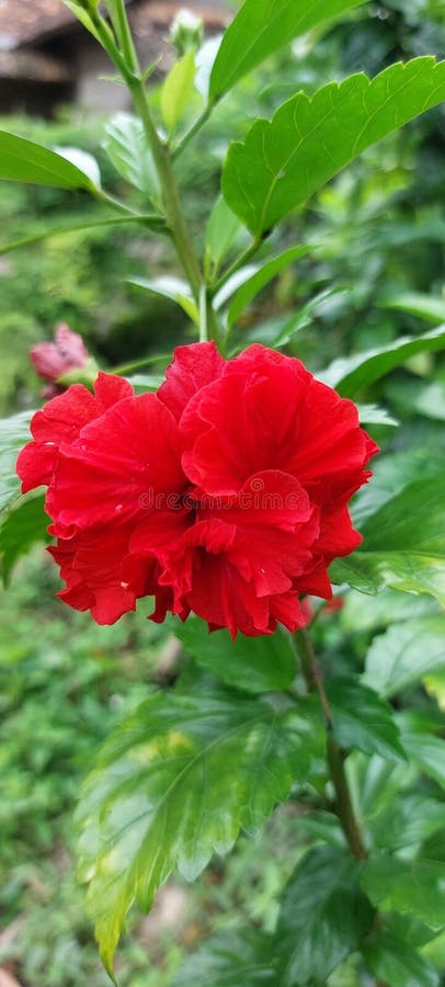 Beautifull Red Hibiscus Flower Stock Photo - Image of garden, petal ...