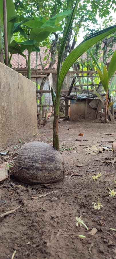 Small coconut tree stock photo. Image of beautiful, decoration - 234462080