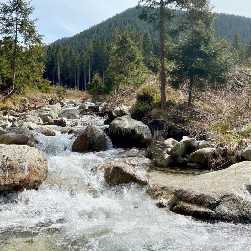 A Beautifull Small River in the Forest Stock Photo - Image of waterfall ...