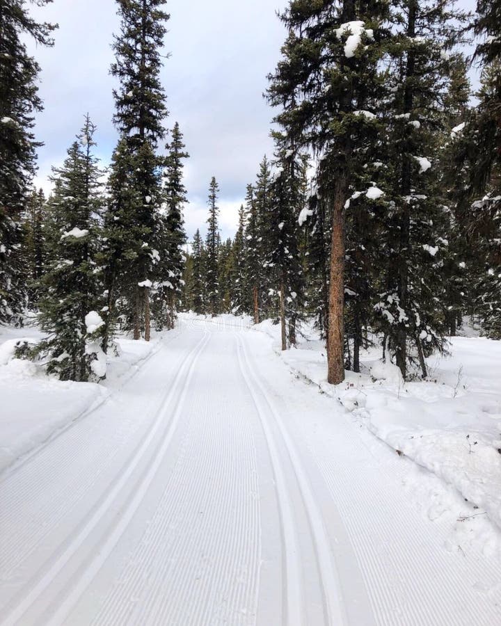 Beautifull Snow Forest of Peter Lougheed Provincial Park Stock Image ...