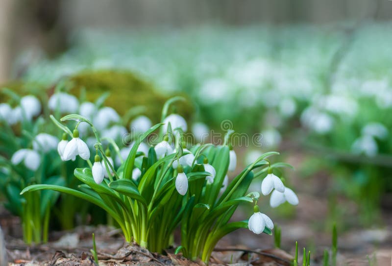 Beautifull Snowdrop with Drop of Dew in Spring Forest Stock Photo ...