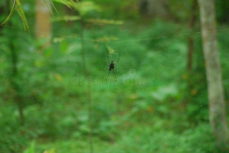 Beautifull Spider with Net Stock Image Stock Image - Image of ...