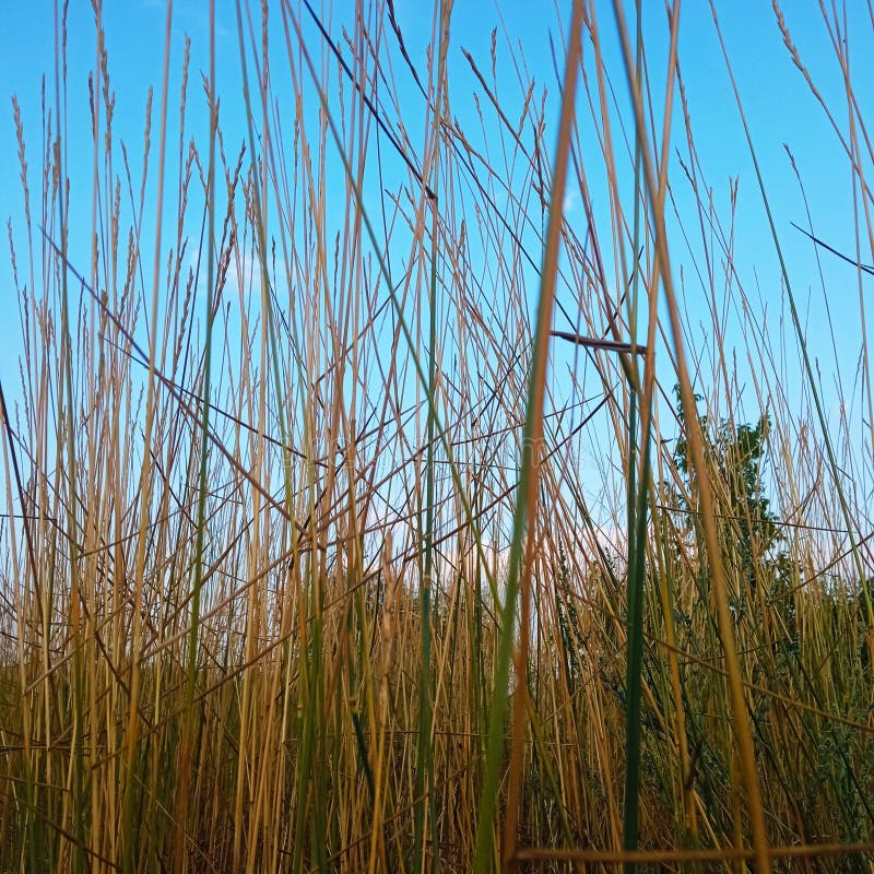 Blue sky and graas stock photo. Image of grassland, green - 227611624