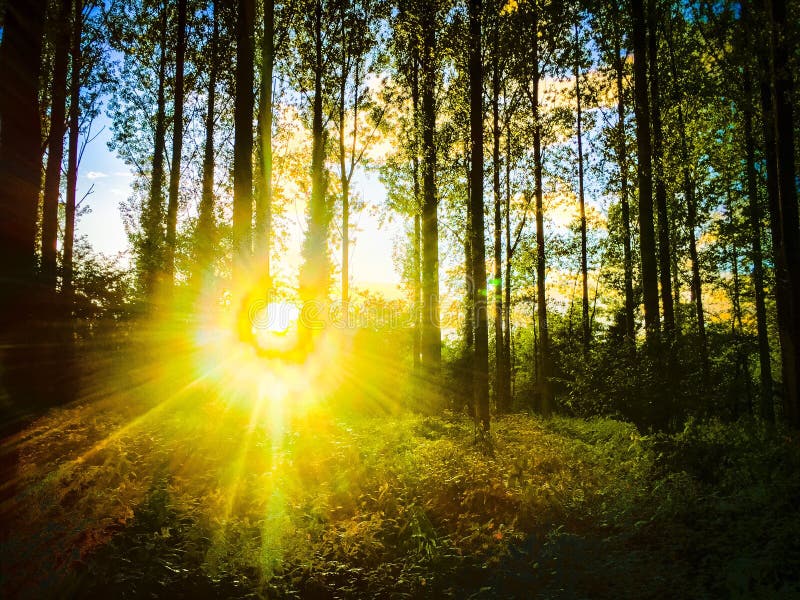 Beautifull Sunset Over a Forest Stock Photo - Image of orange, dramatic ...