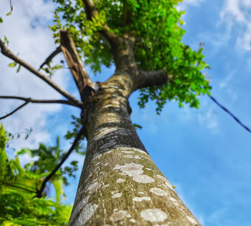 Beautifull Tree Ar Golden Hour Stock Image - Image of green, nature ...