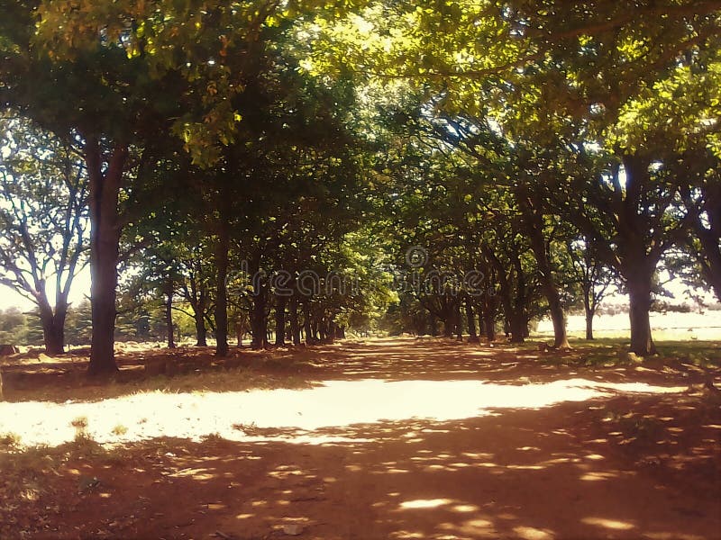 Beautifull tree walk way stock photo. Image of walk - 163075806