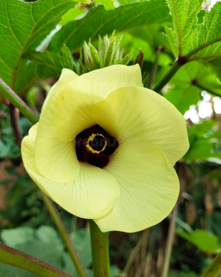 Yellowish Flower with Green Leaves Stock Image - Image of petal, food ...