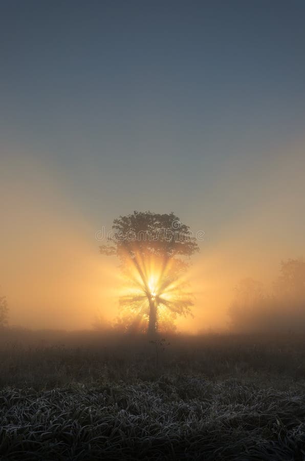 Beautifully Backlit Tree in Foggy Scenery in the Morning. Stock Photo ...