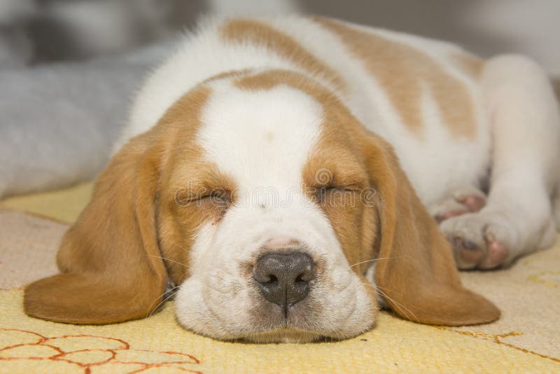 Beautifully Beagle Puppy Under the Christmas Tree Stock Photo - Image ...